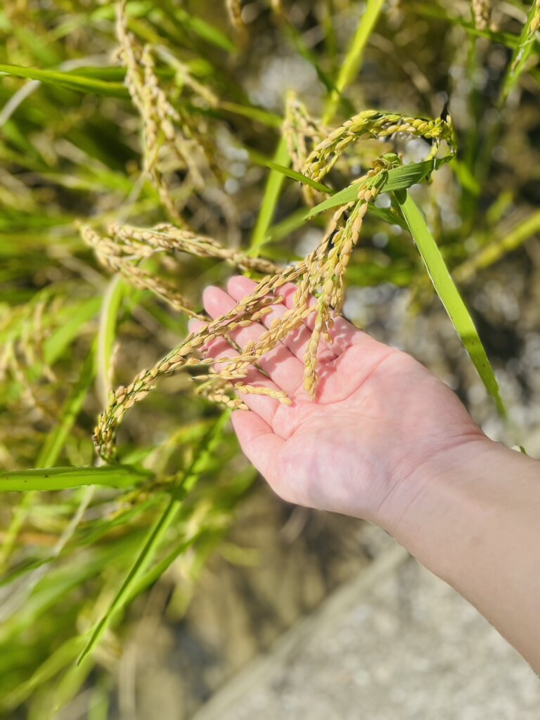 Donate to Good Rice Circle - Building a Sustainable Rice Fut - GlobalGiving