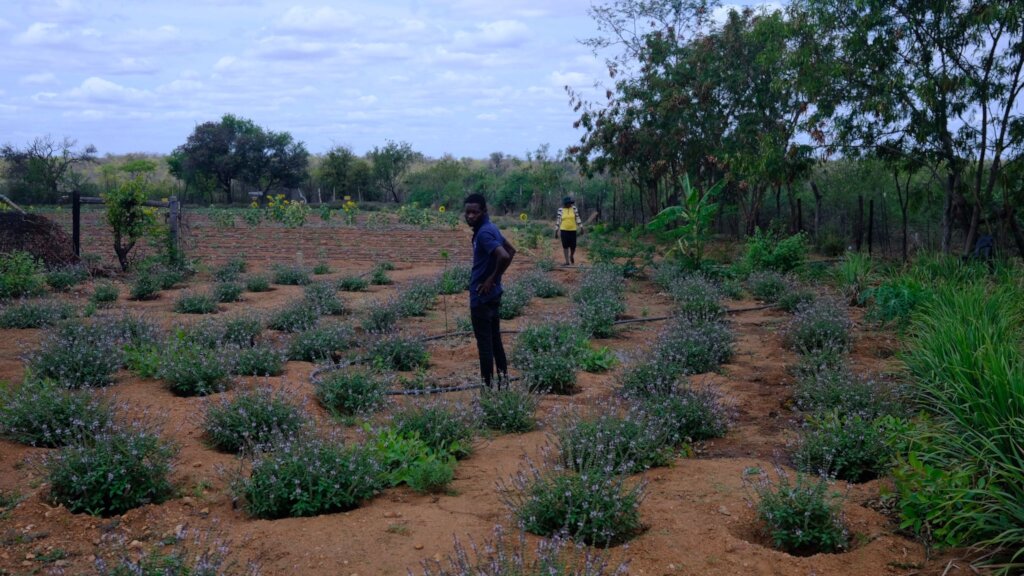 Elephants Alive Distillation Program - GlobalGiving