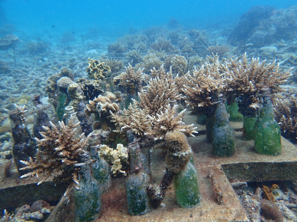 Photos from Bring Life Back to Malaysia's Reefs- Adopt a Coral ...