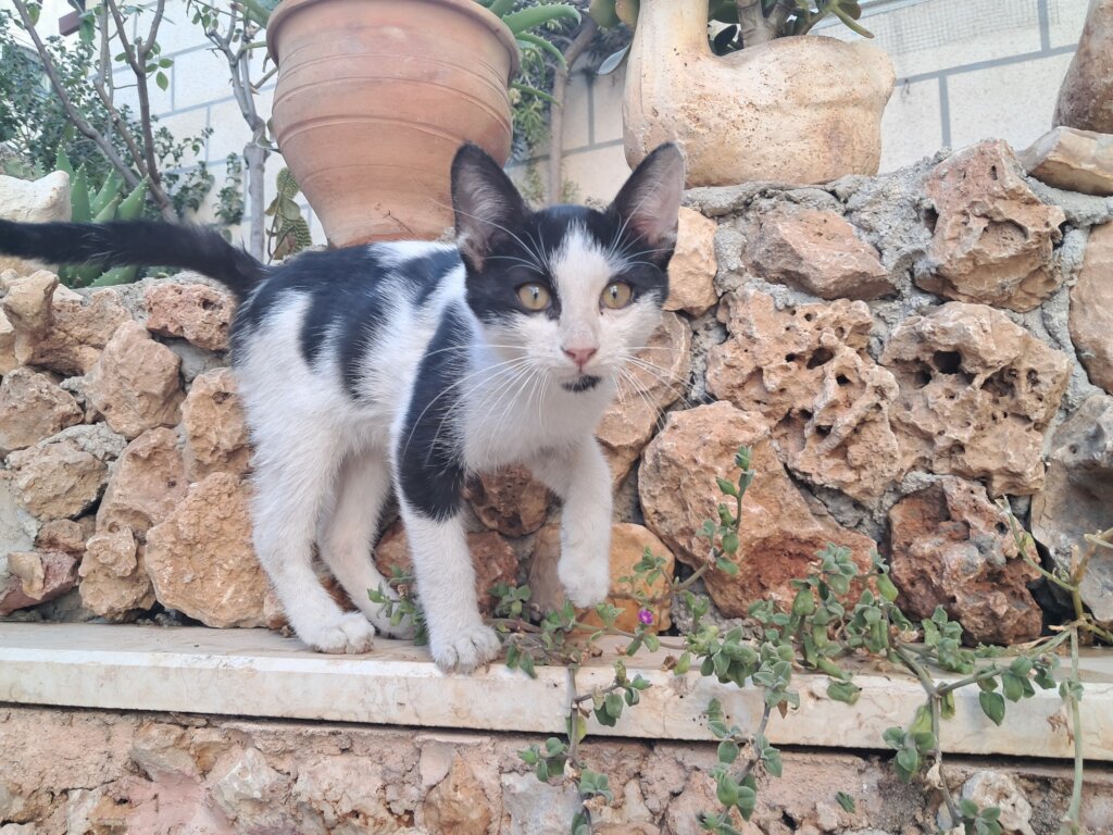 Donate to Help animals in Bethlehem with our Emergency Fund - GlobalGiving