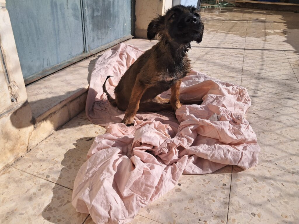 Help animals in Bethlehem with our Emergency Fund - GlobalGiving