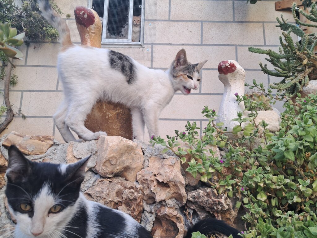 Donate to Help animals in Bethlehem with our Emergency Fund - GlobalGiving