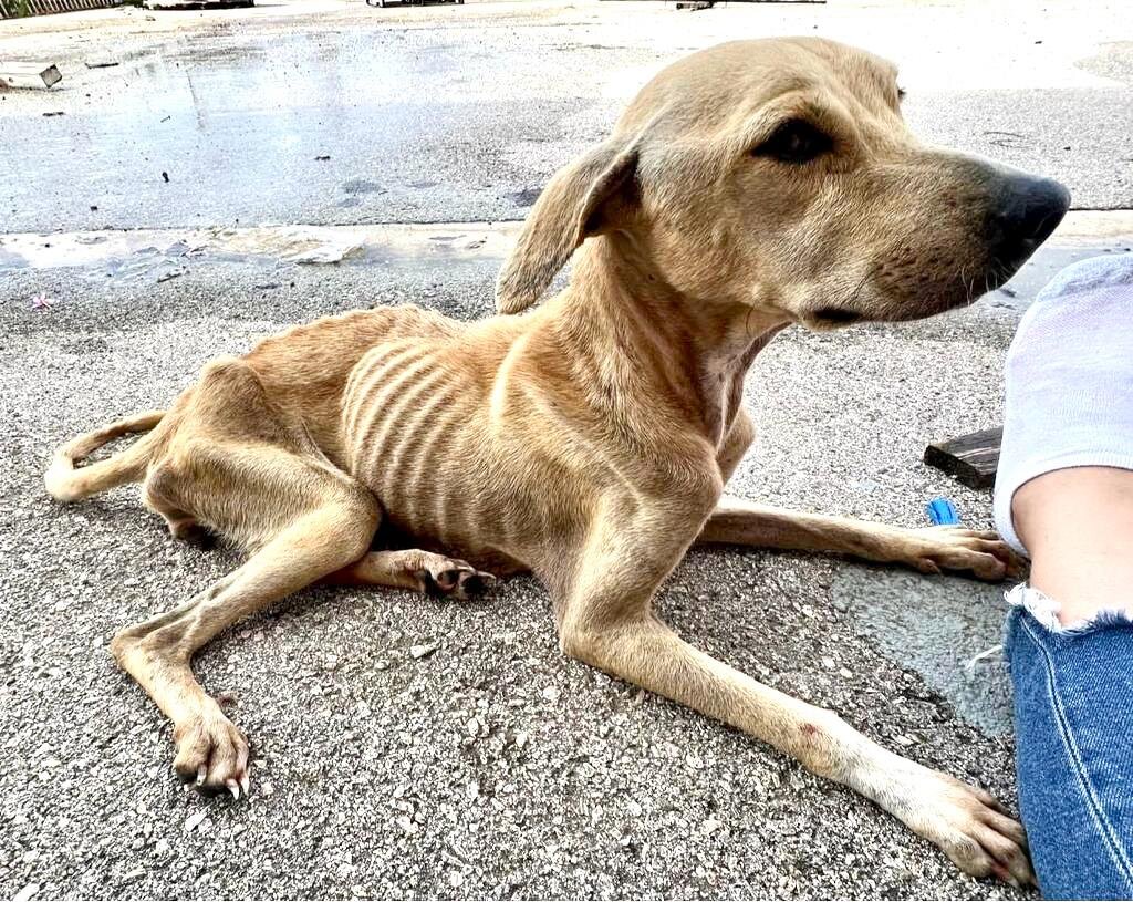 Save Curacao's Stray Dogs - Prevention & Rescue - GlobalGiving