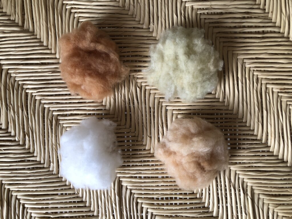 Native Colored Cotton Conservation in Oaxaca - GlobalGiving