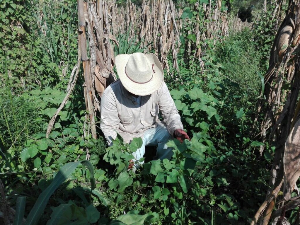 Native Colored Cotton Conservation in Oaxaca - GlobalGiving