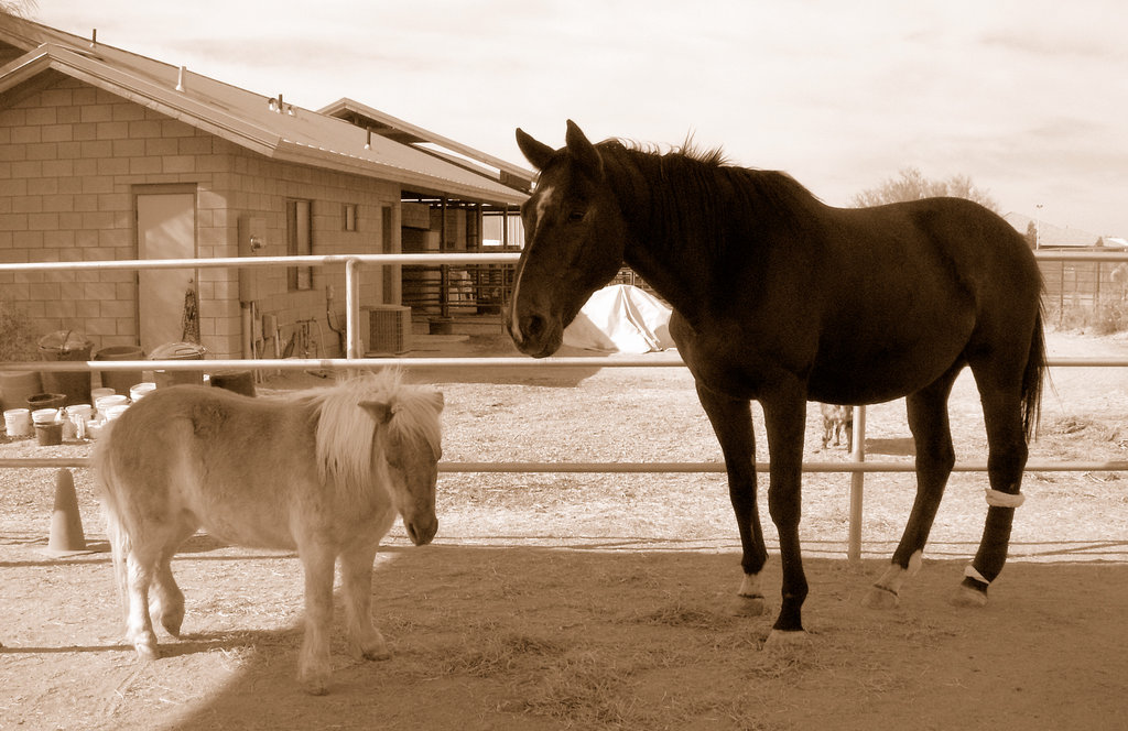 construction-of-shelter-for-rescued-horses - GlobalGiving