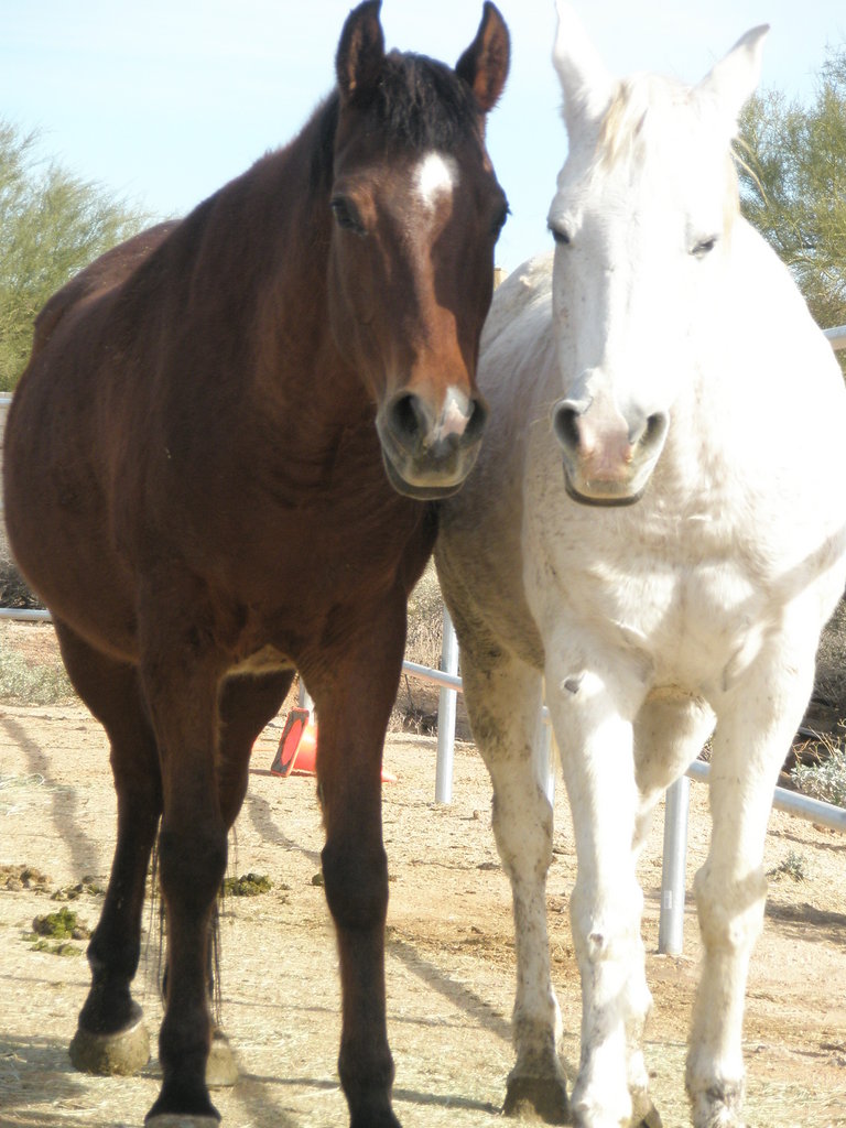 construction-of-shelter-for-rescued-horses - GlobalGiving