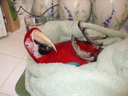 Rescue Unwanted and Abandoned Companion Birds - GlobalGiving