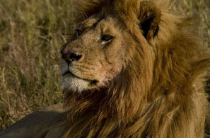 Sub-Saharan Lion Conservation Project - GlobalGiving
