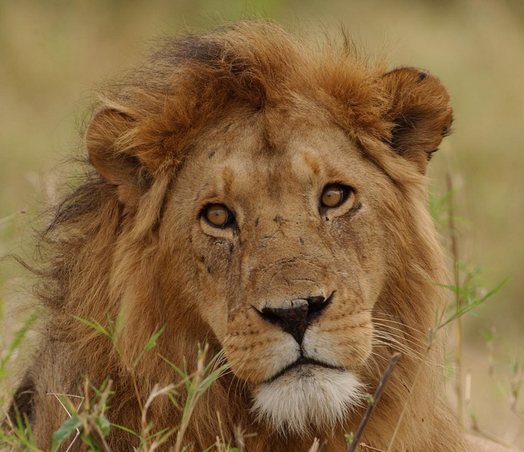 Sub-Saharan Lion Conservation Project - GlobalGiving
