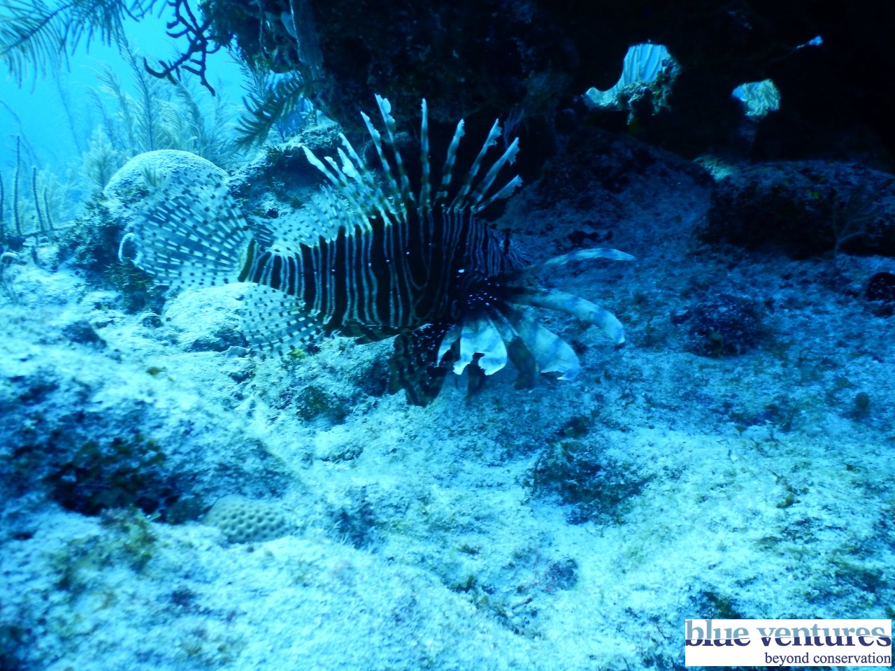 Photos from Control of Lionfish in the Mesoamerican Reef - GlobalGiving