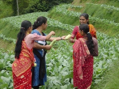 Develop Women Savings & Credit Cooperative, Nepal - GlobalGiving