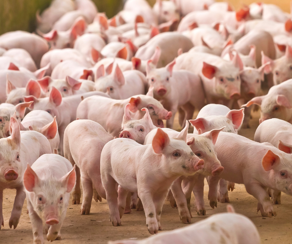 Photos from Humane Treatment of Farmed Animals - GlobalGiving