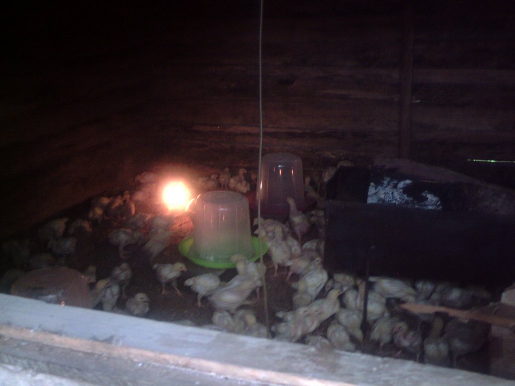 Get ten youths out of poverty yearly in Cameroon - GlobalGiving