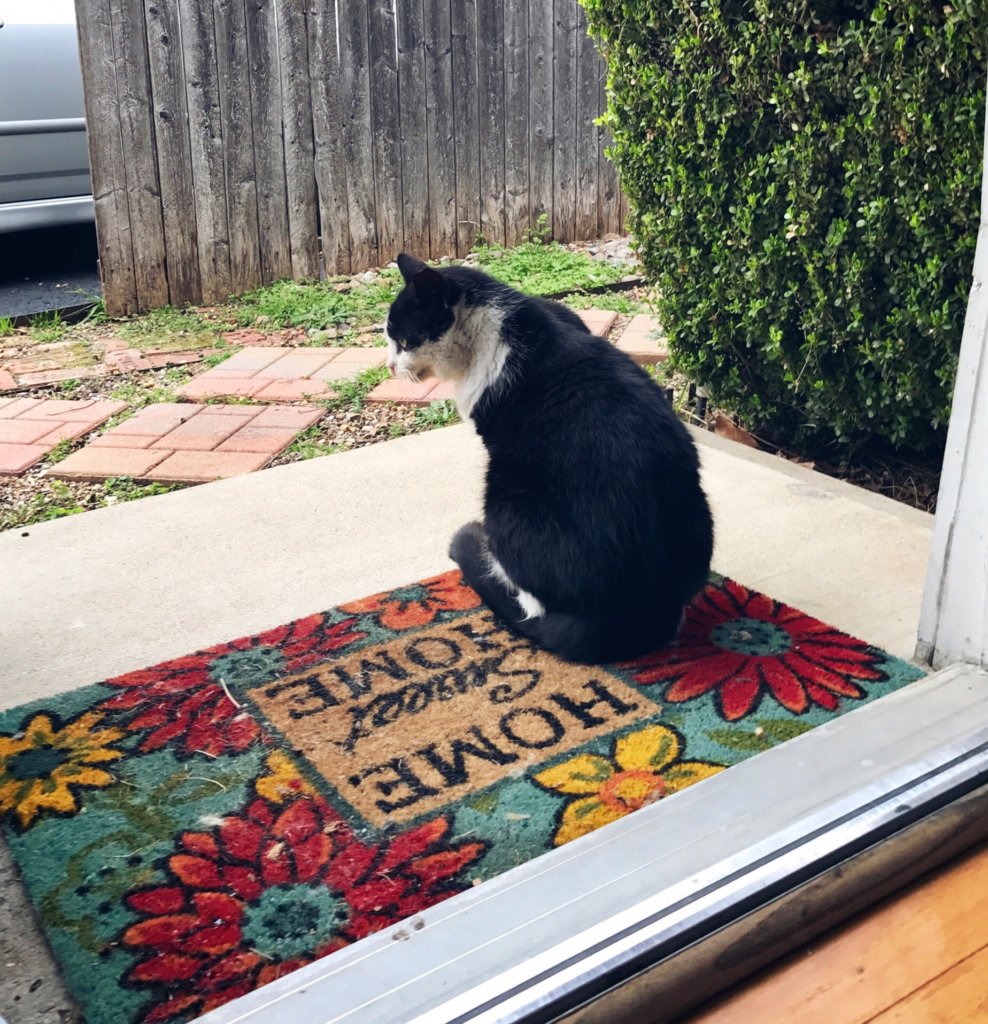 Reports on Rescue cats from being euthanized at local shelter ...