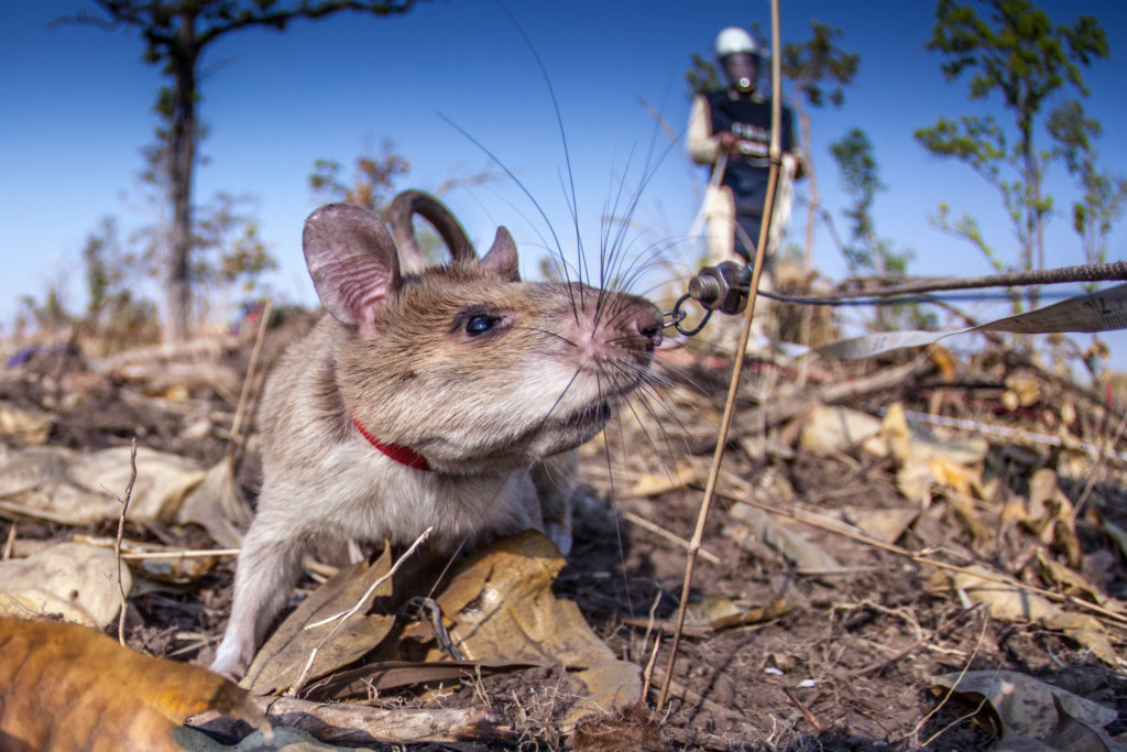 Support APOPO's rats in their life-saving missions - GlobalGiving