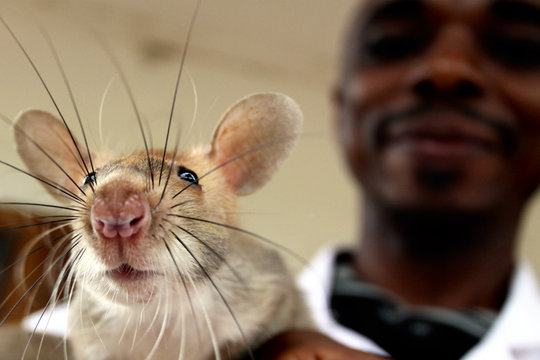 Support APOPO's rats in their life-saving missions - GlobalGiving