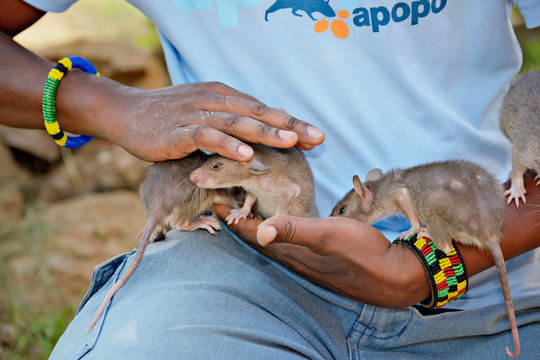 Support APOPO's rats in their life-saving missions - GlobalGiving