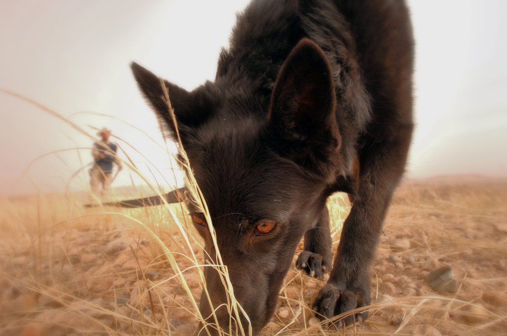 Train Dogs to "Sniff Out" Landmines & Save Lives - GlobalGiving