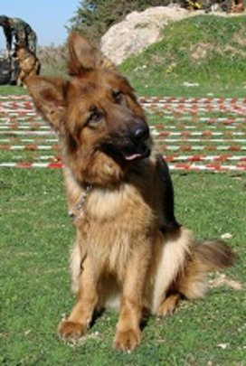 Train Dogs to "Sniff Out" Landmines & Save Lives - GlobalGiving