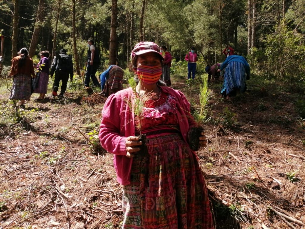 Restore and Protect Forests in Mesoamerica - GlobalGiving