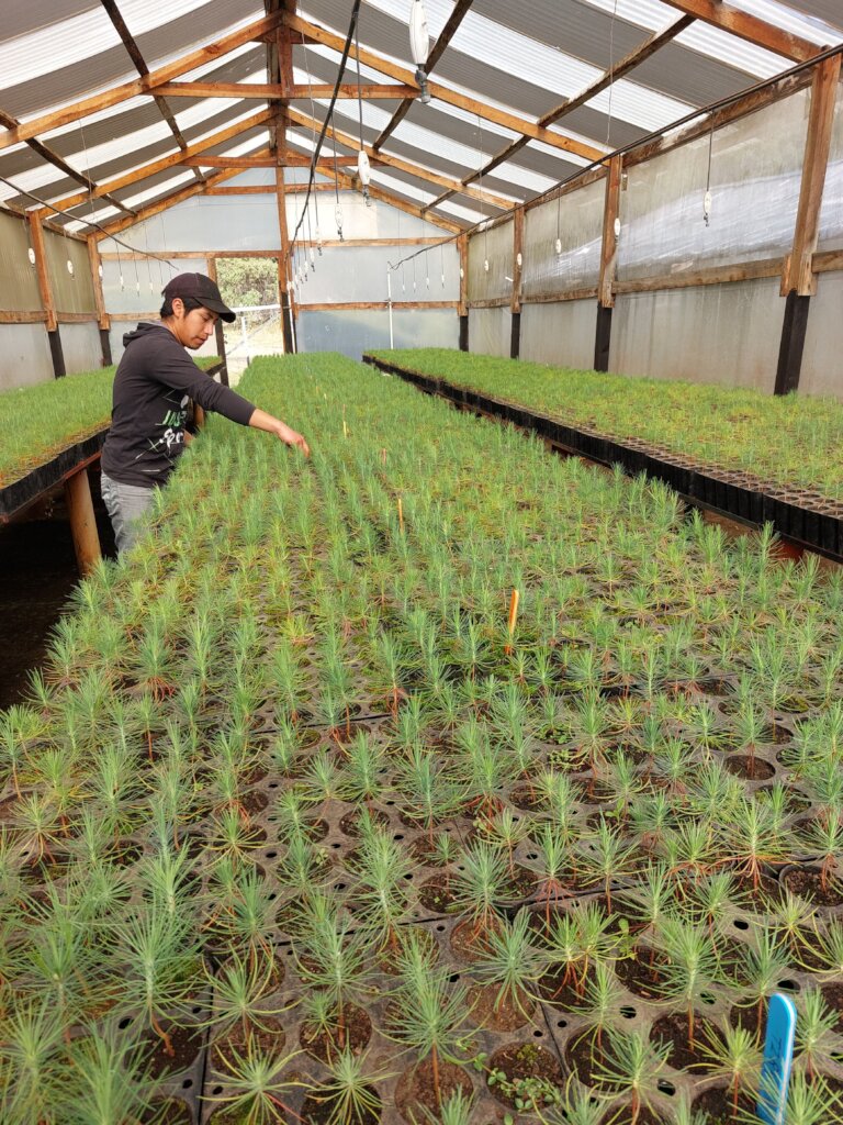 How to Share Restore and Protect Forests in Mesoamerica - GlobalGiving