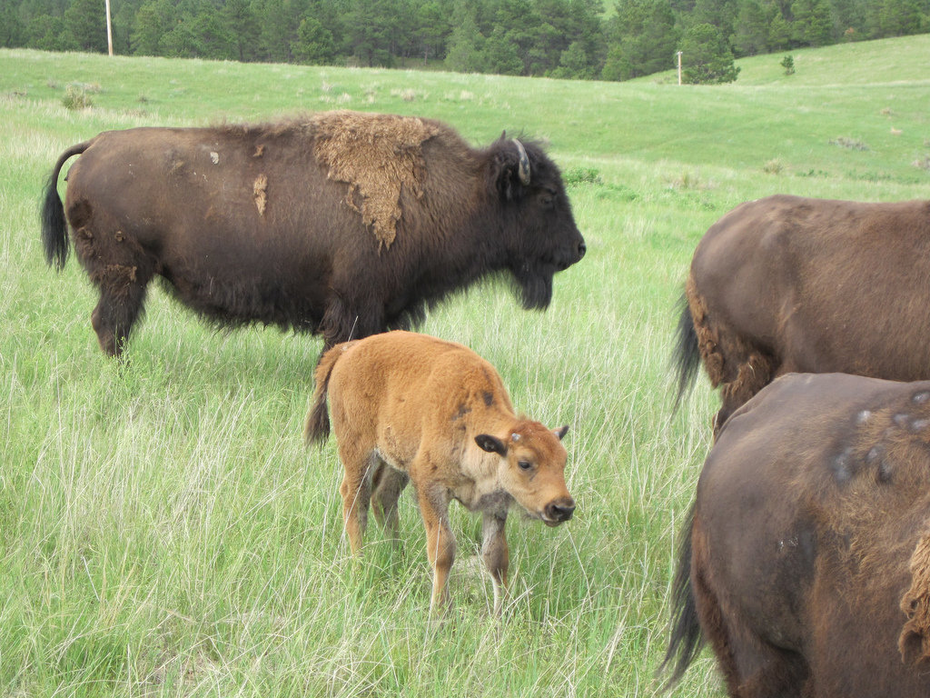 Reclaim land for buffalo and Lakota lifeways - GlobalGiving