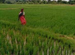 Swayam Krishi Sangam - “self-cultivation society” - GlobalGiving