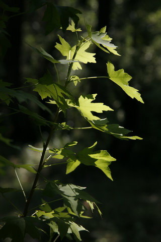 Revive 1000 hectares of the Mugla Sweetgum Forest - GlobalGiving