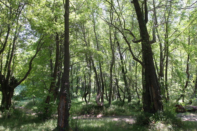 Revive 1000 hectares of the Mugla Sweetgum Forest - GlobalGiving