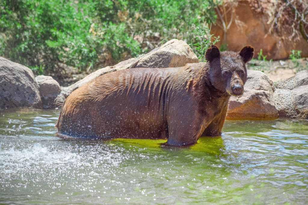 Keepers of the Wild - GlobalGiving