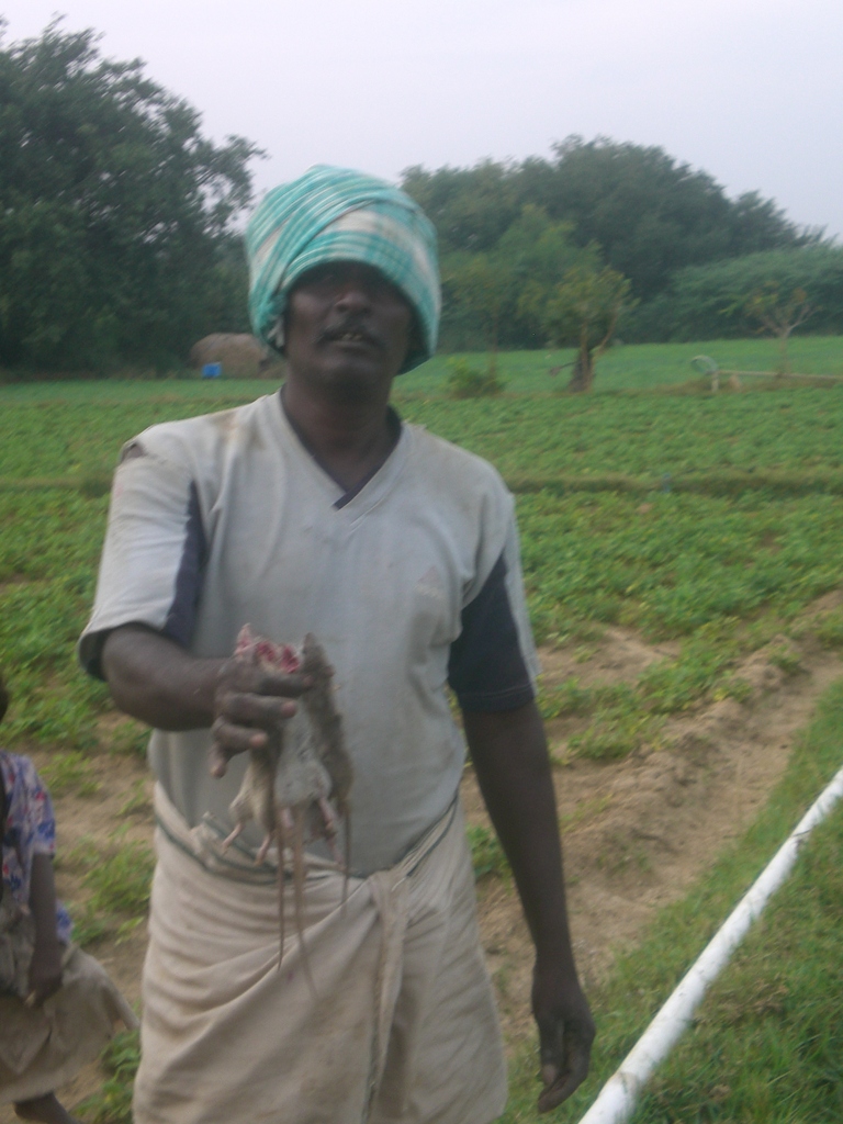 Reports on Reduce Poverty for Indigenous Rat Catchers - GlobalGiving