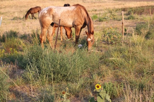 Help Native American women earn an income - GlobalGiving